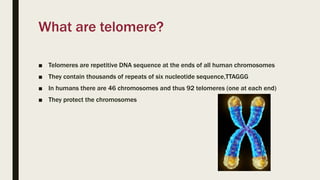 Telomerase | PPT