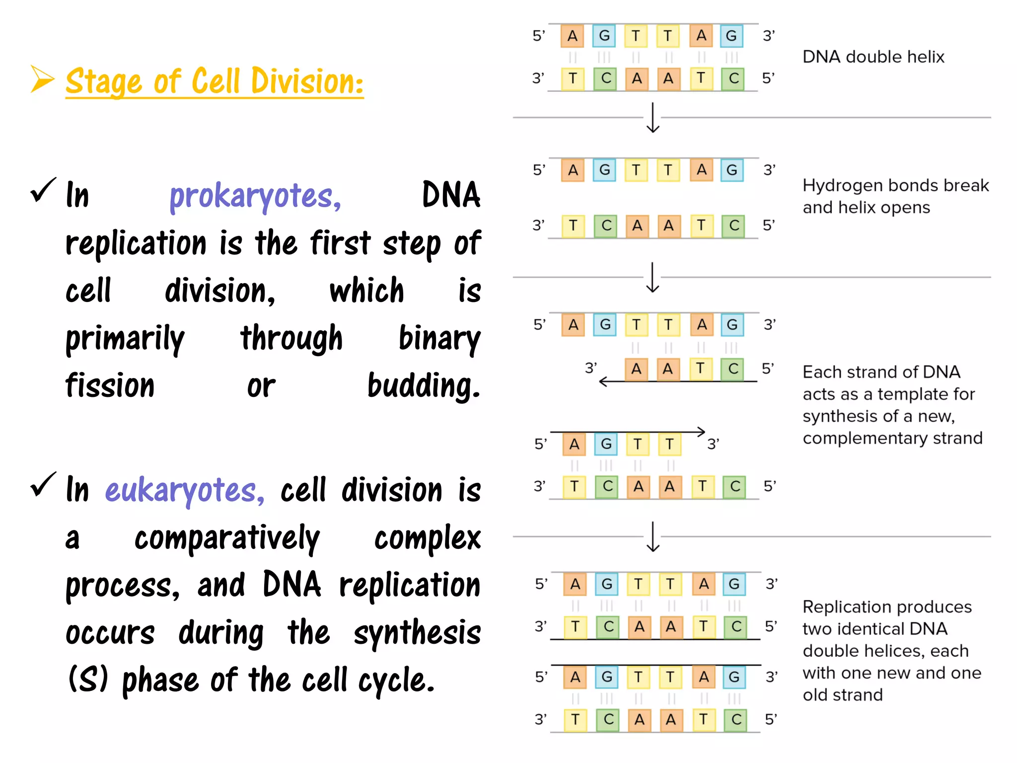 Telomerase replication | PDF