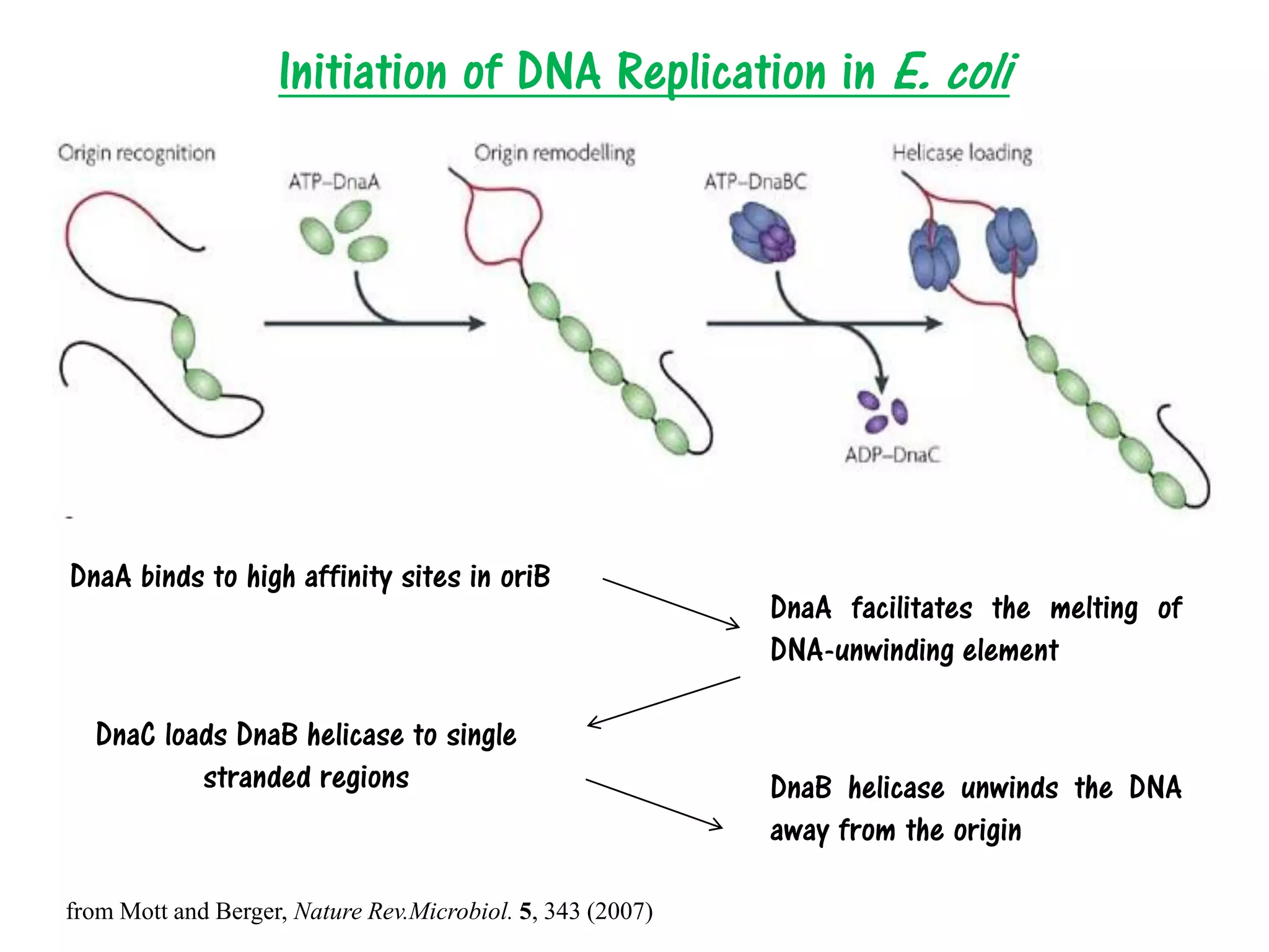 Telomerase replication | PDF