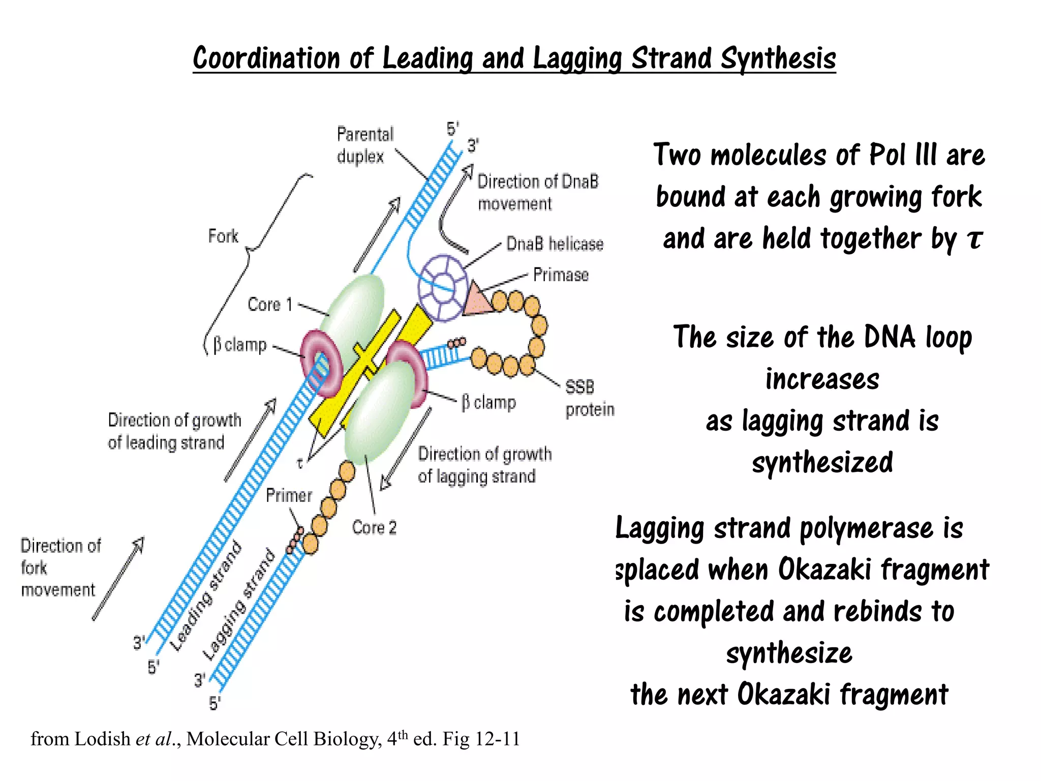 Telomerase replication | PDF