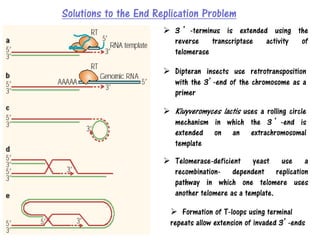 Telomerase replication | PDF