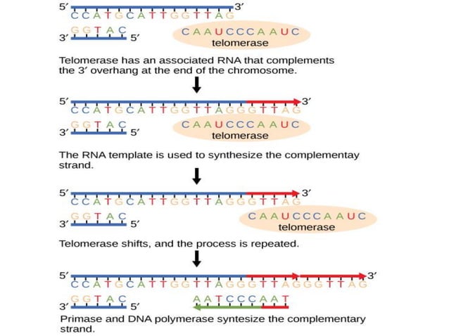 Telomerase replication