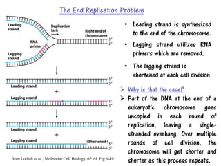 Shortening Of The Ends Of Linear Dna Molecules