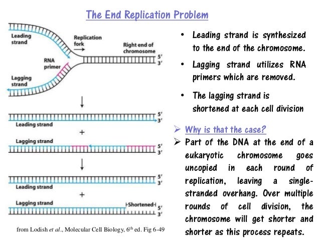 Telomerase replication