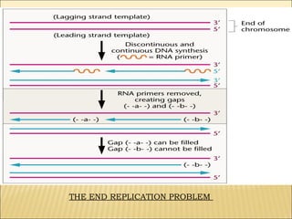 Telomerase its role in aging and cancer | PPT