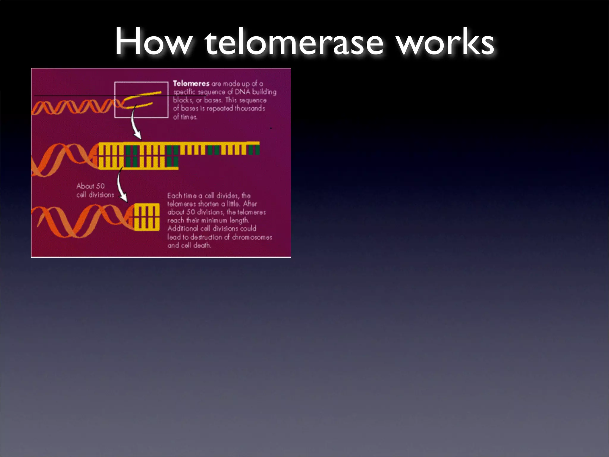 Extension of Life-Span by Introduction of Telomerase into Normal Human ...