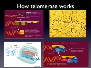 Extension of Life-Span by Introduction of Telomerase into Normal Human Cells | PPT