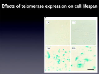 Extension of Life-Span by Introduction of Telomerase into Normal Human ...
