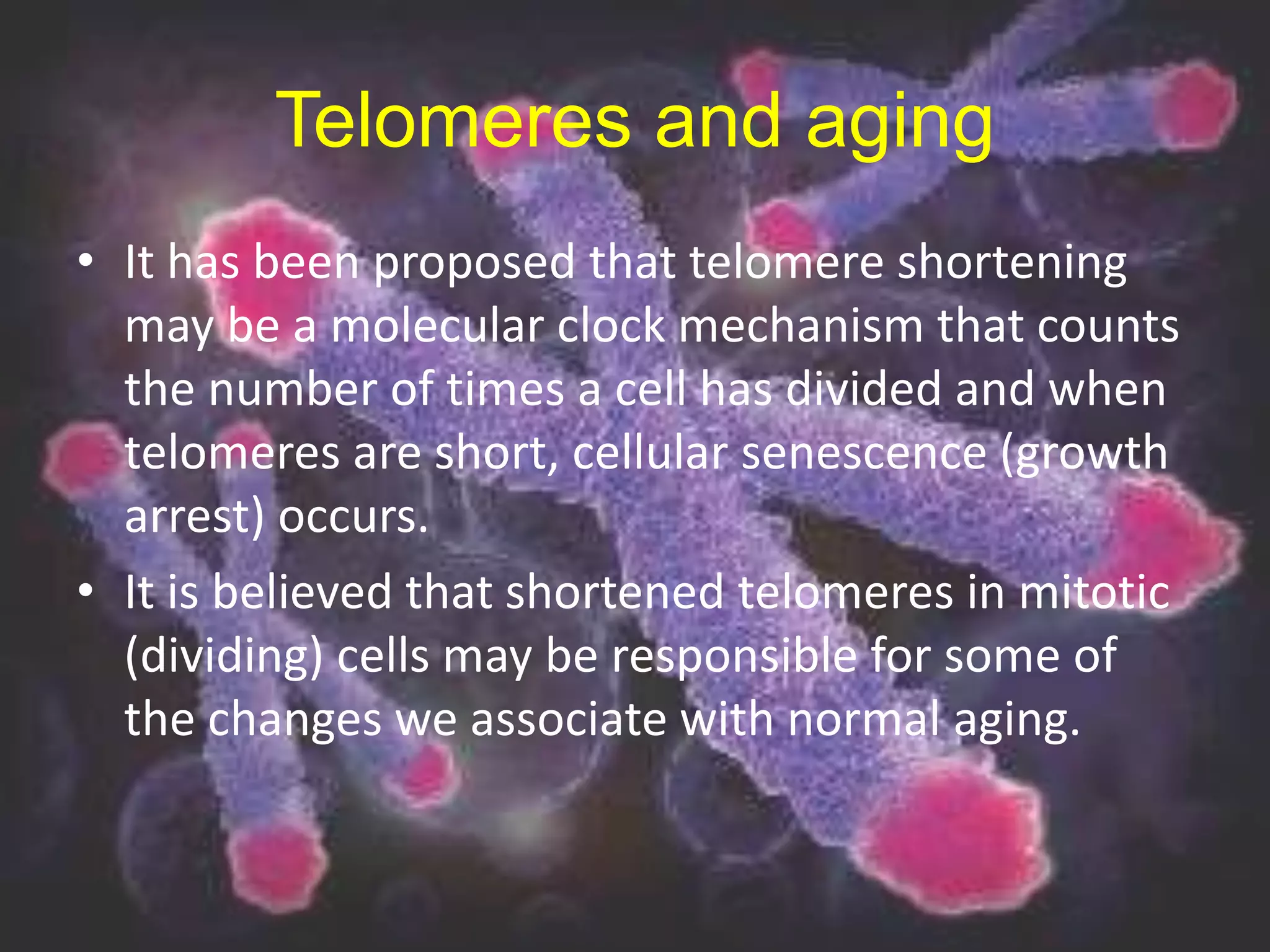 Telomere | PPTX