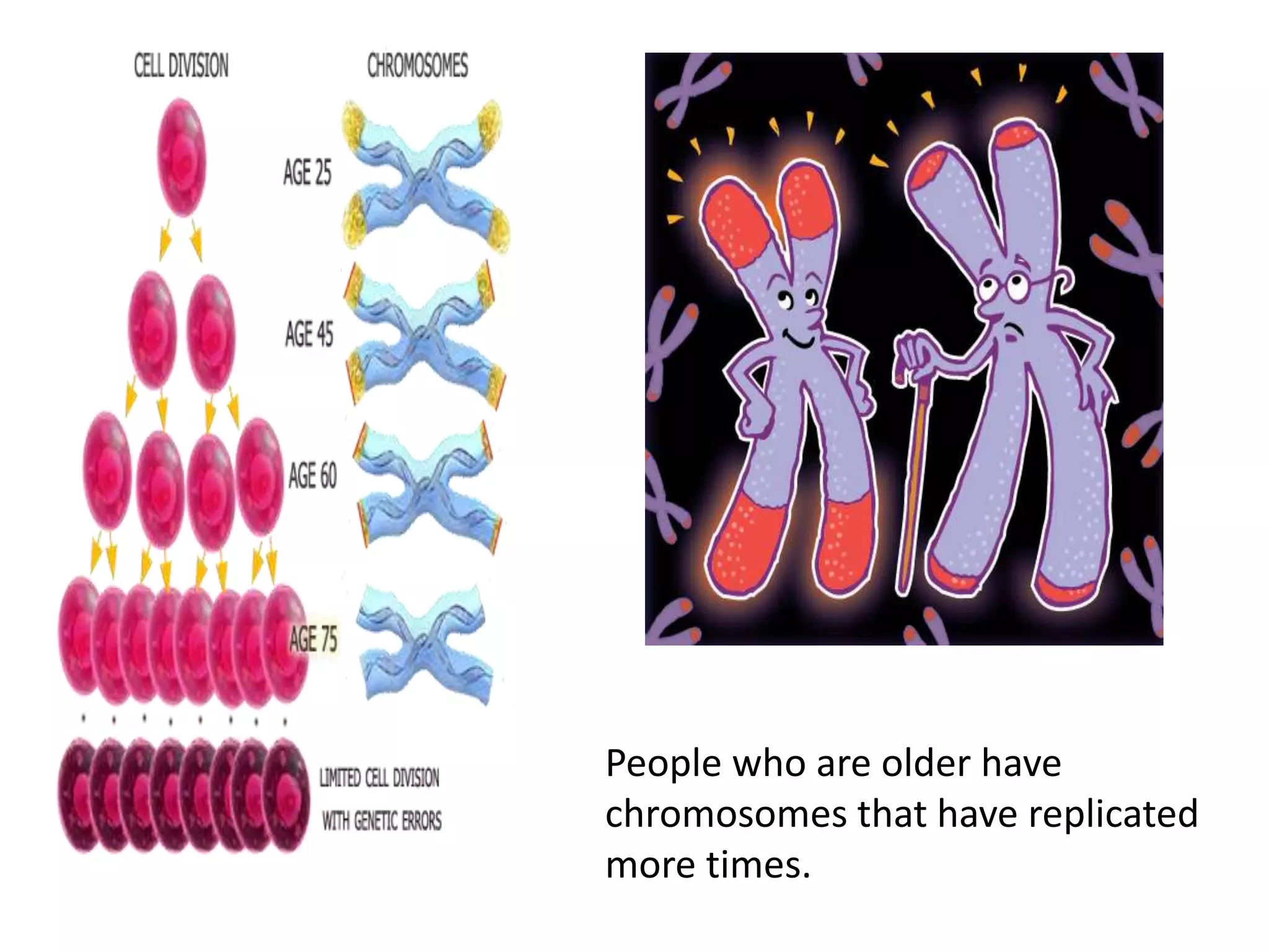 Telomere | PPTX