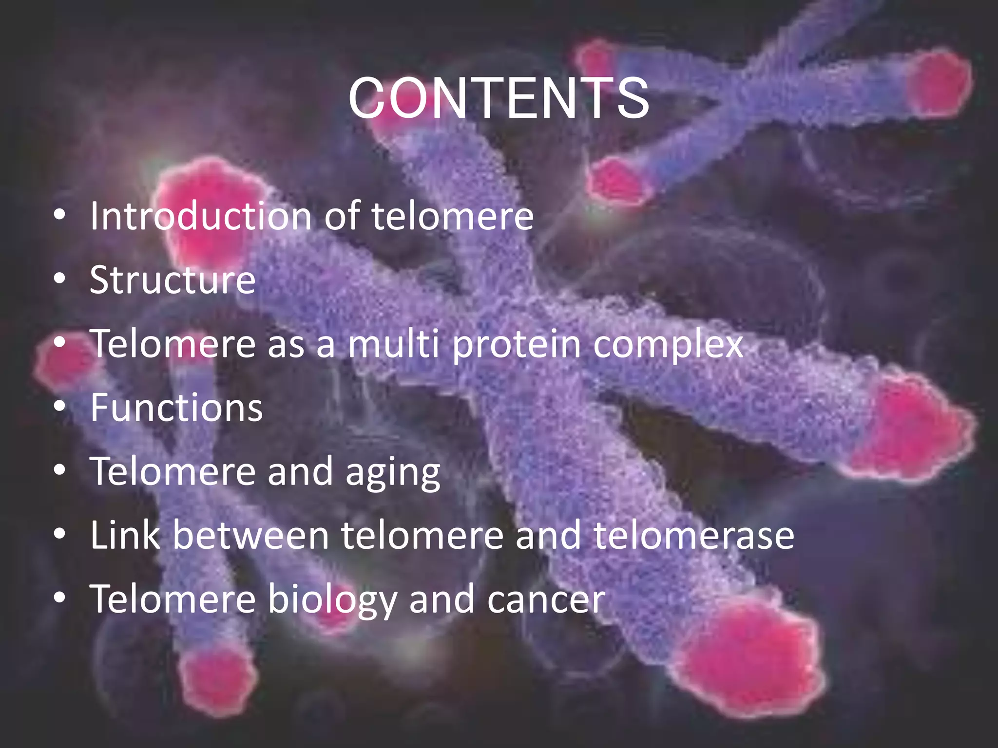 Telomere | PPTX | Biological Sciences | Science