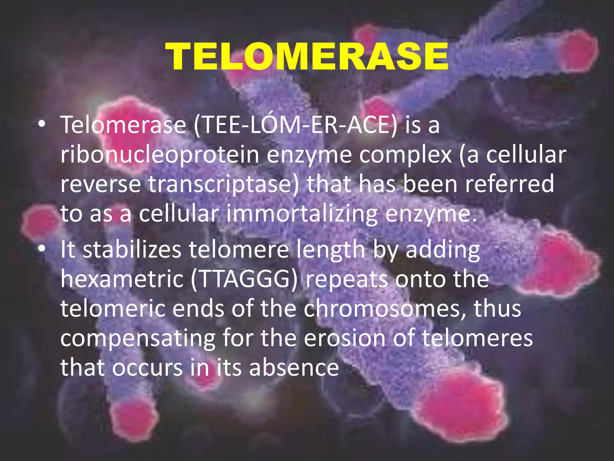 Telomere | PPTX