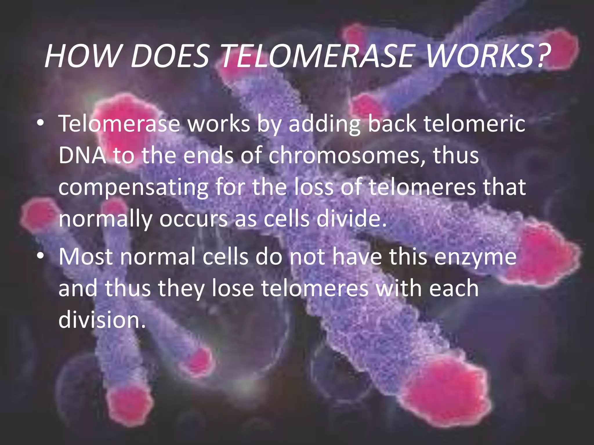 Telomere | PPTX