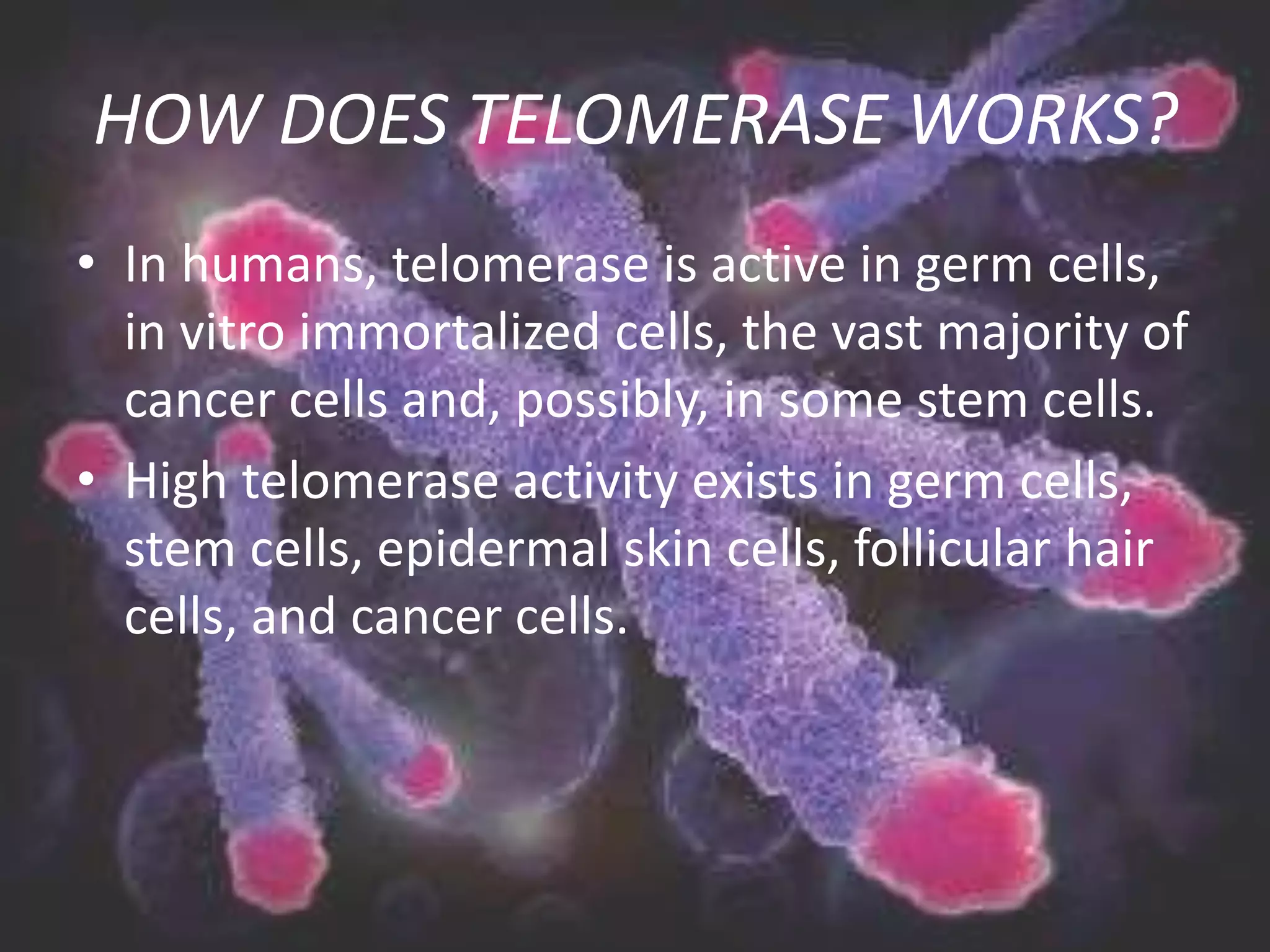 Telomere | PPTX