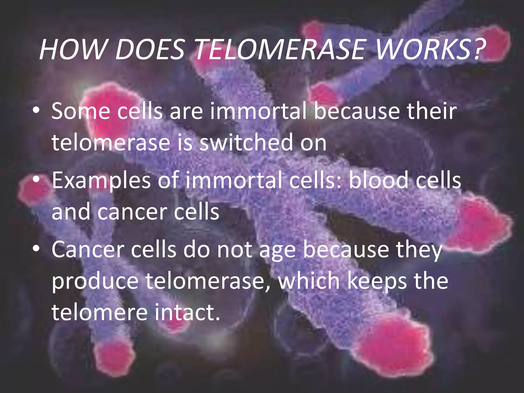 Telomere | PPTX