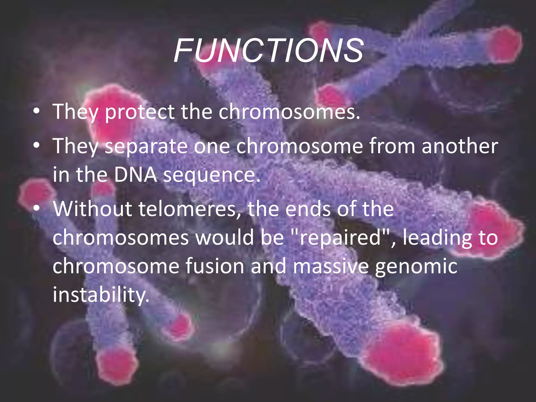 Telomere | PPTX