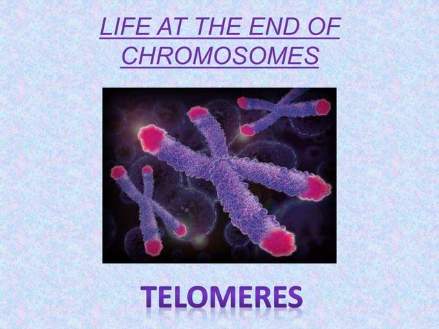 Telomere | PPTX | Biological Sciences | Science