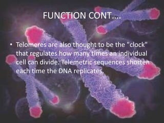 Telomere | PPTX