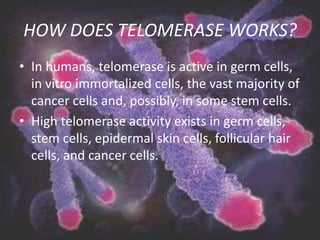 Telomere | PPTX