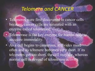 Telomere | PPTX