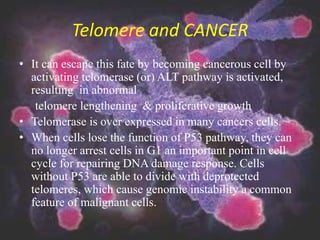 Telomere | PPTX