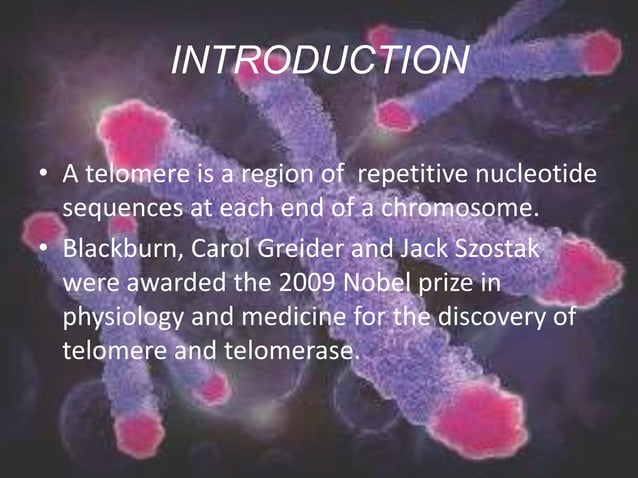 Telomere | PPTX | Biological Sciences | Science
