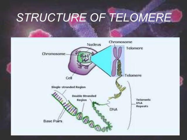 Telomere | PPTX | Biological Sciences | Science