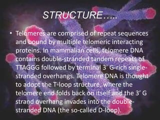 Telomere | PPTX