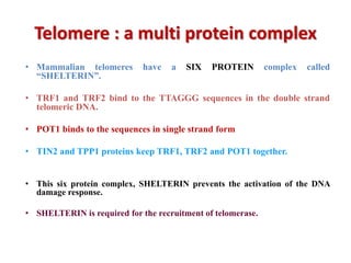 Telomere | PPTX