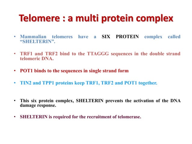 Telomere | PPTX | Biological Sciences | Science