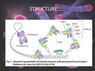 Telomere | PPTX | Biological Sciences | Science