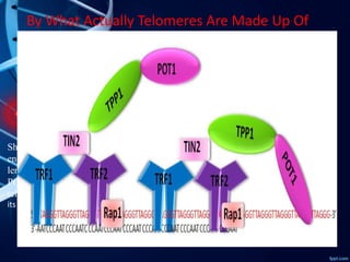 Telomere and telomerase inbitors | PPT