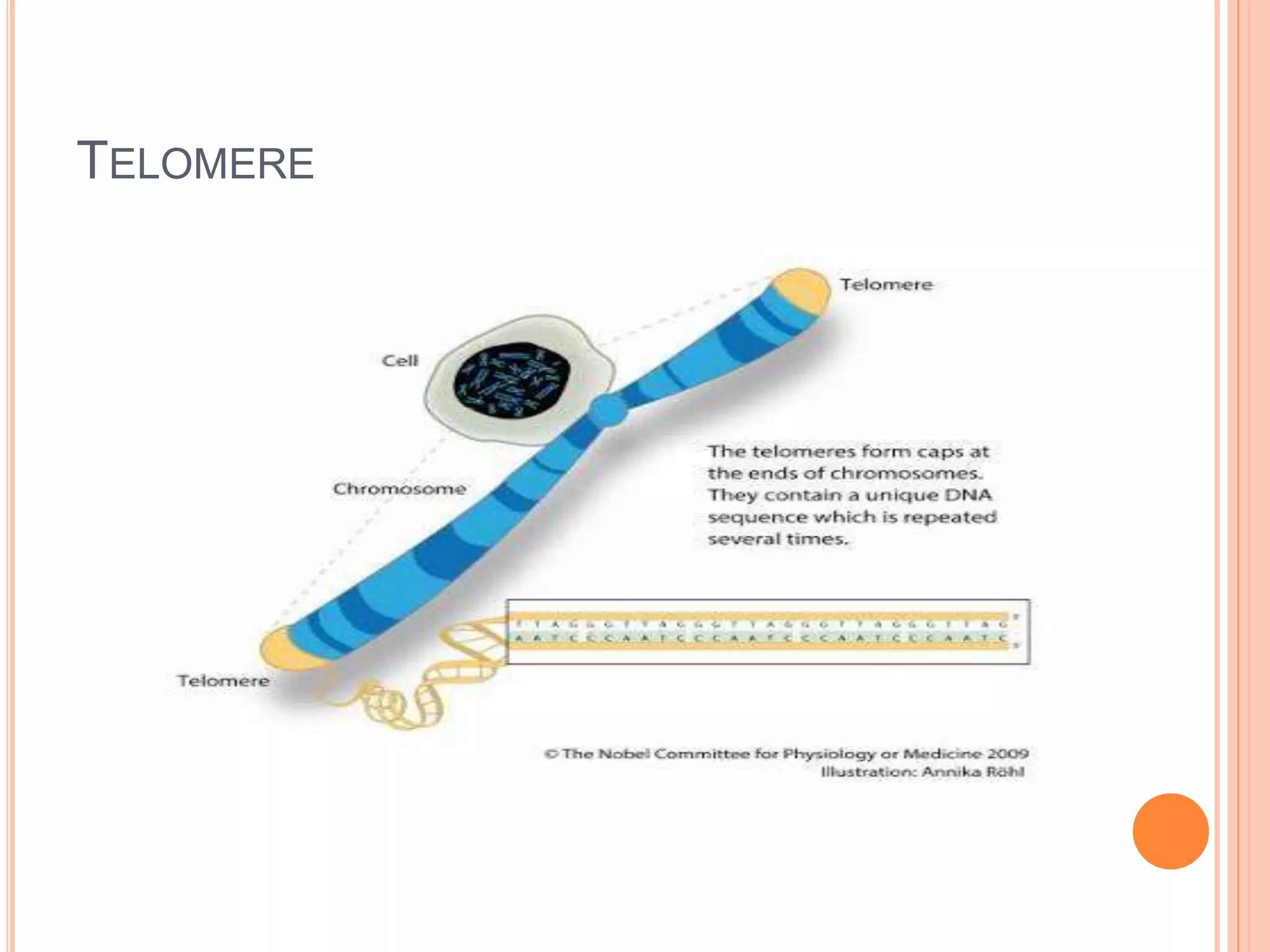 Telomere | PPTX