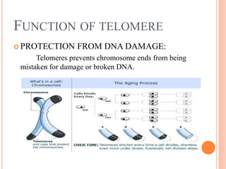 Telomere | PPTX