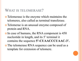 Telomere | PPTX