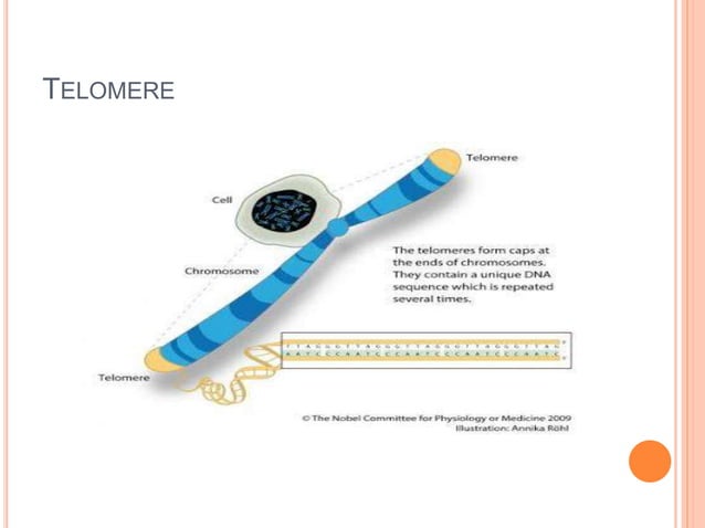 Telomere | PPTX | Biological Sciences | Science