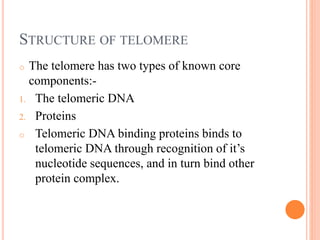 Telomere | PPTX