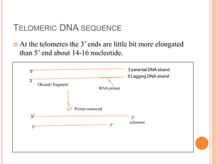 Telomere | PPTX