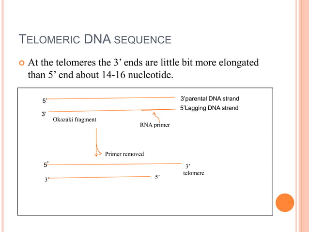 Telomere | PPTX | Biological Sciences | Science
