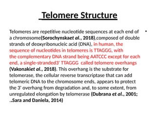 chromosome's telomere introduction.pptx