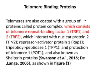 chromosome's telomere introduction.pptx