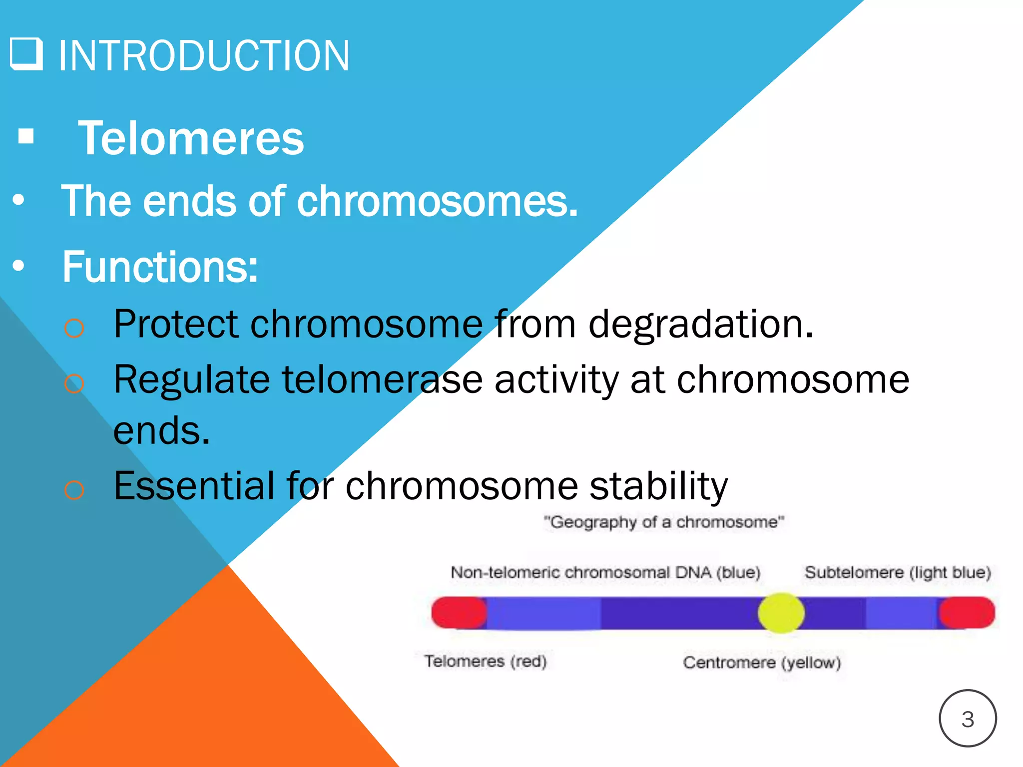 Telomere and telomerase | PDF