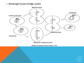 Telomere and telomerase | PDF
