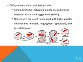 Telomere and telomerase | PDF