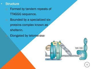 Telomere and telomerase | PDF