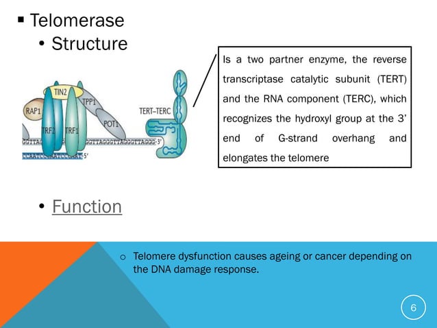 Telomere and telomerase | PDF | Cancer | Diseases and Conditions