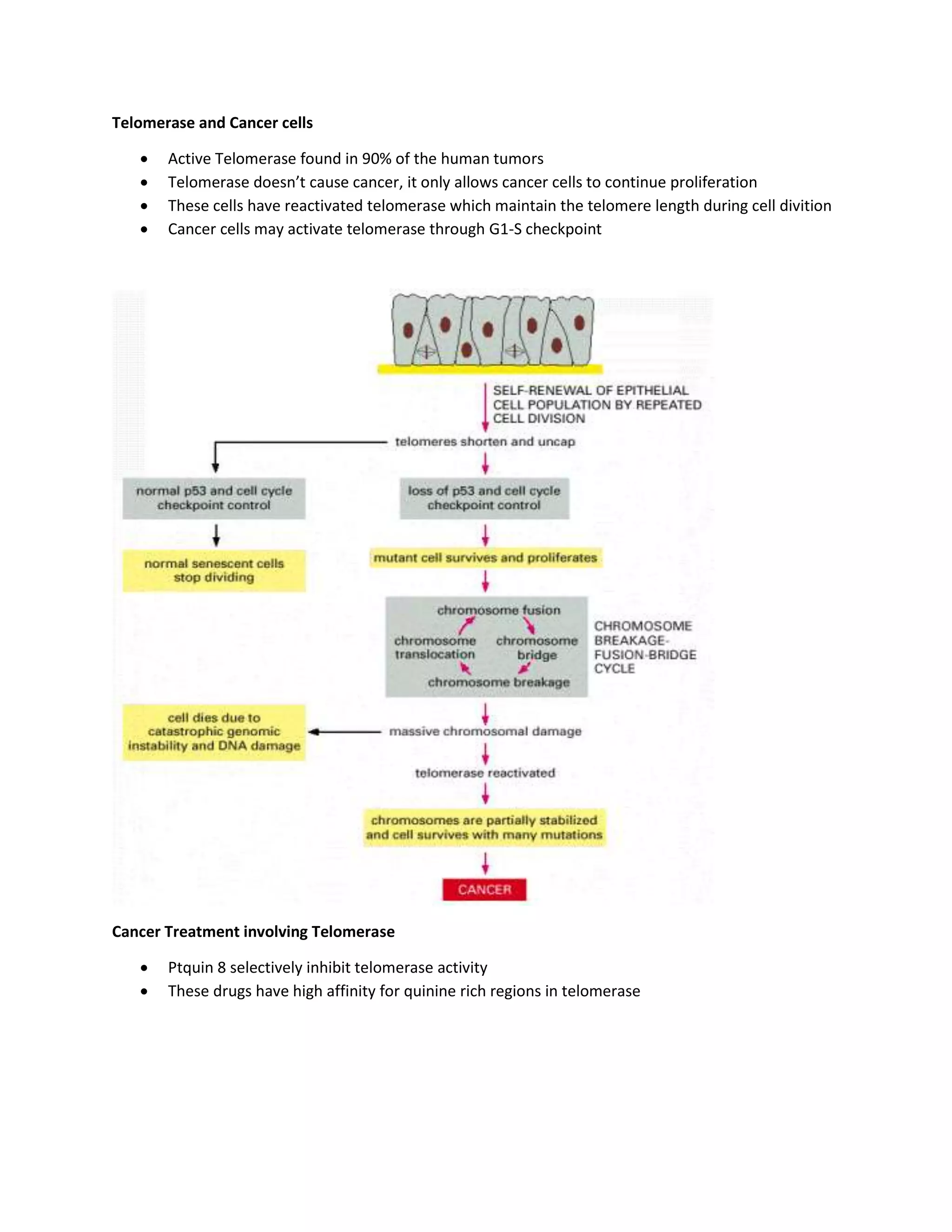 TELOMERE AND TELOMERASE.pdf