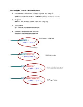 TELOMERE AND TELOMERASE.pdf