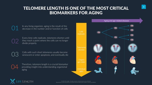 Telomere Diagnostics in the areas of Stem Cells and Male Infertility ...