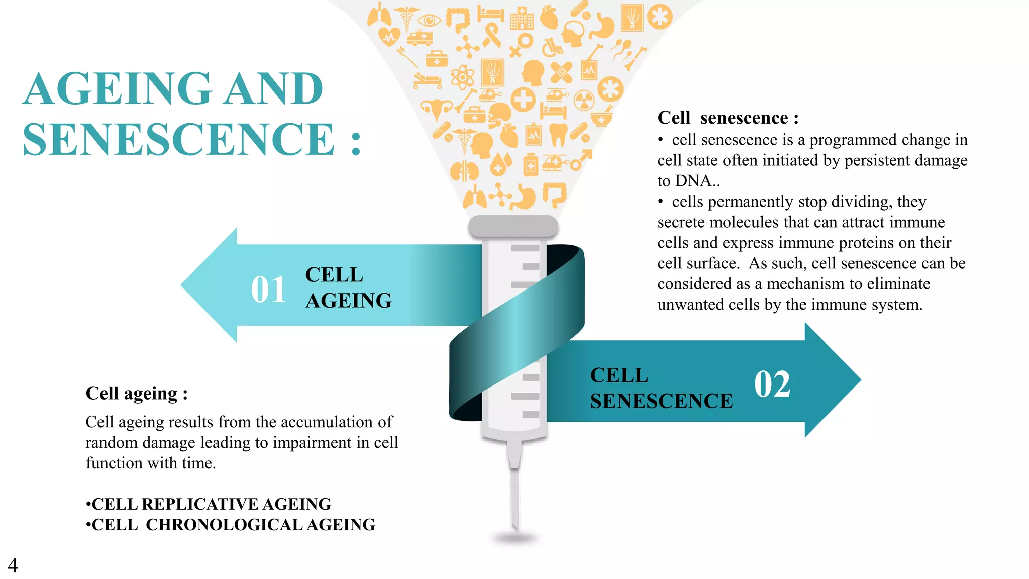 ROLE OF TELOMERE AND IN CELL AGEING | PPTX